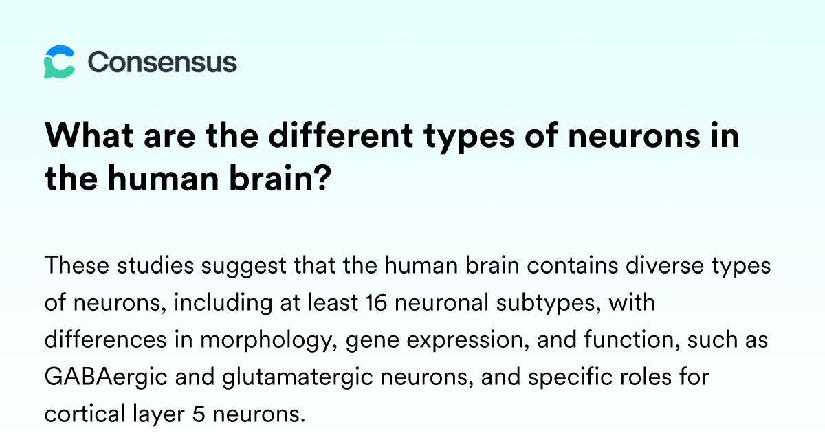 What Are The Different Types Of Neurons In The Human Brain? - Consensus ...